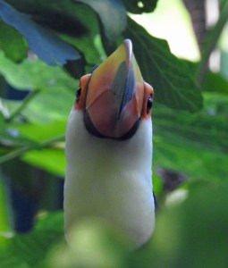 Toucans, Parker Aviary, San Diego Zoo – Bird Brain