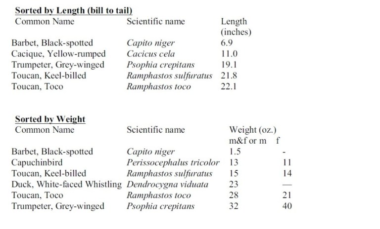 Toucans, Parker Aviary, San Diego Zoo – Bird Brain
