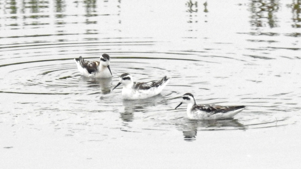 Sight of San Diego Shorebirds – Bird Brain