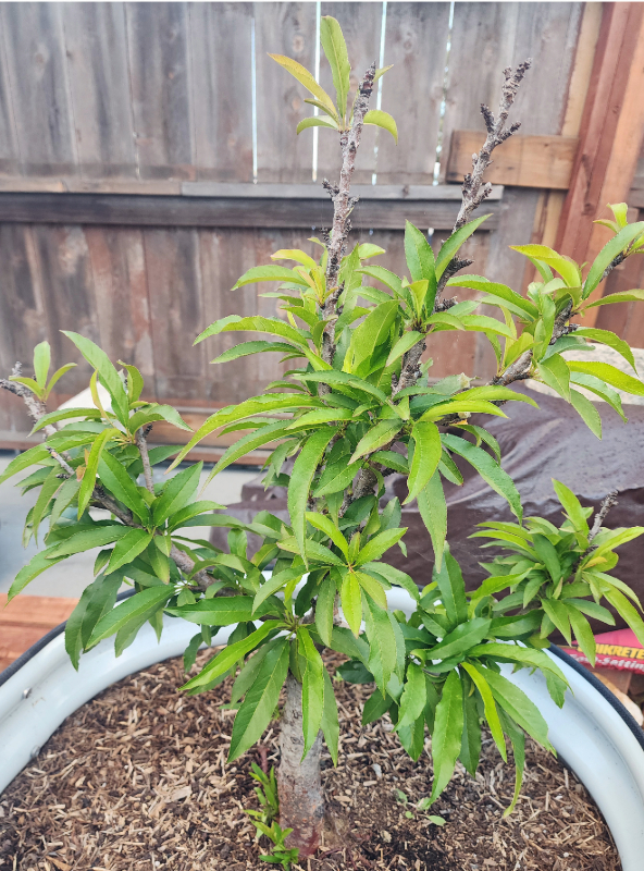 “Planta Sapiens” by Paco Calvo – Bird Brain