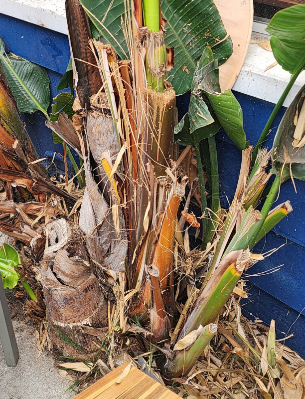 “Planta Sapiens” by Paco Calvo – Bird Brain