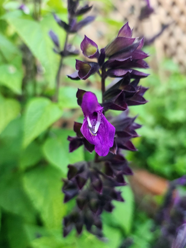 “Planta Sapiens” by Paco Calvo – Bird Brain