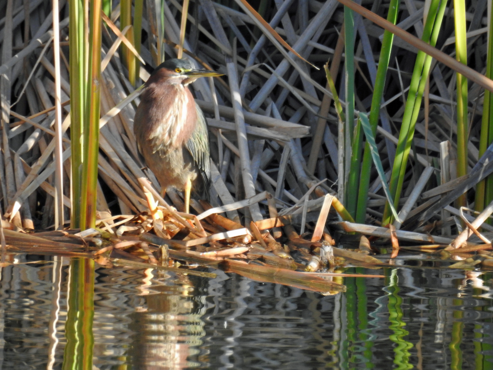 Ardeidae, Heron Family – Bird Brain