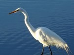 Ardeidae, Heron Family – Bird Brain