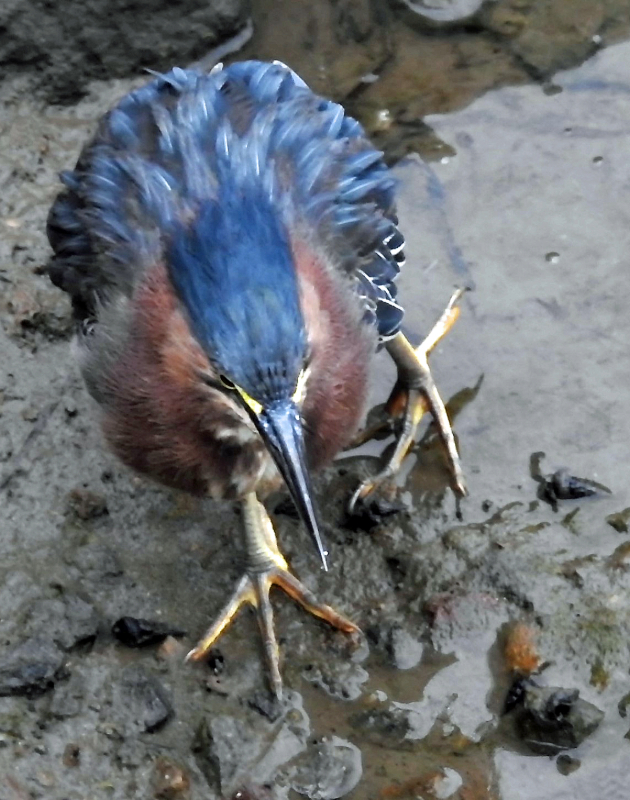 Ardeidae, Heron Family – Bird Brain