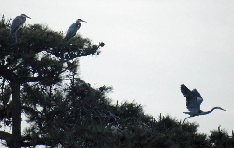 Ardeidae, Heron Family – Bird Brain