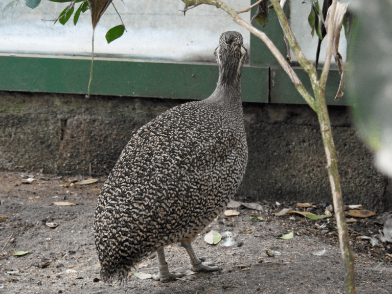 Tinamous – Bird Brain