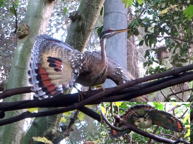 Kagu, Endangered Bird of New Caledonia – Bird Brain