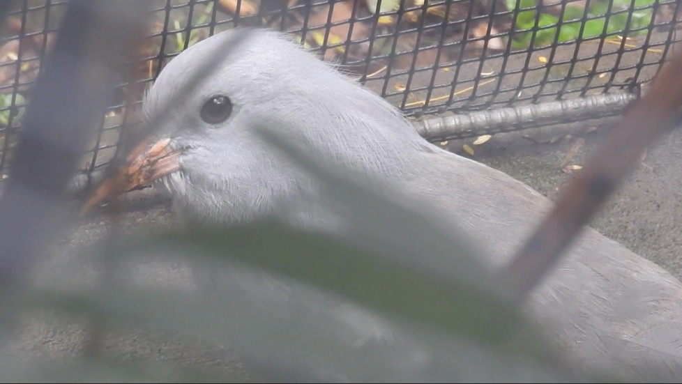Kagu, Endangered Bird of New Caledonia – Bird Brain