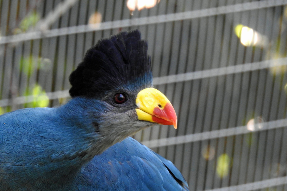 Turacos, Part 2 of 2 – Bird Brain