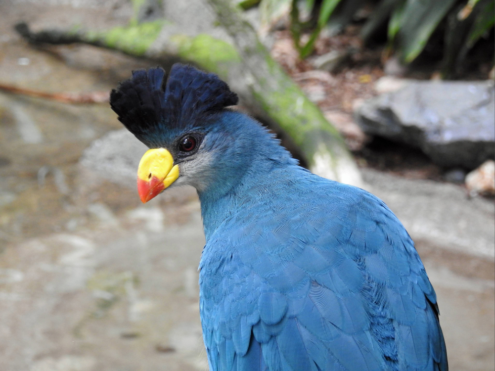 Turacos, Part 2 of 2 – Bird Brain
