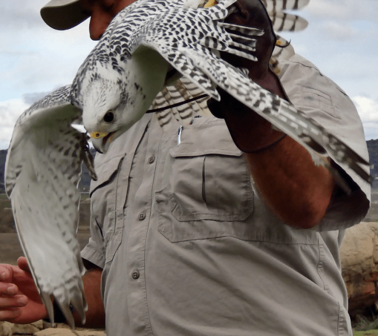 Falcons: Gyrfalcon – Bird Brain