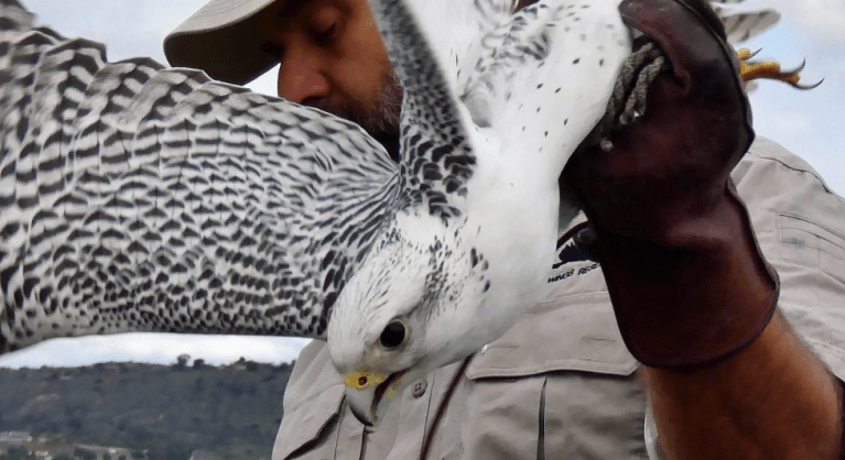Falcons: Gyrfalcon – Bird Brain