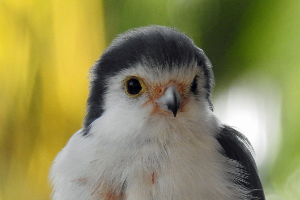 Falcons: Pygmy Falcon – Bird Brain