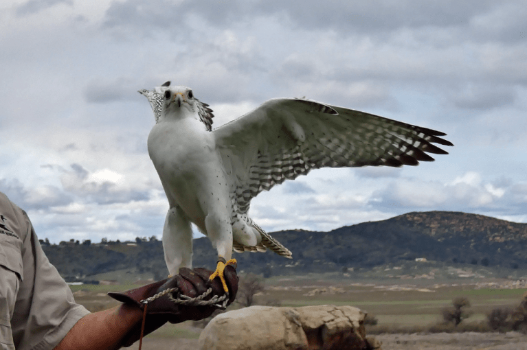 Falcons: Gyrfalcon – Bird Brain