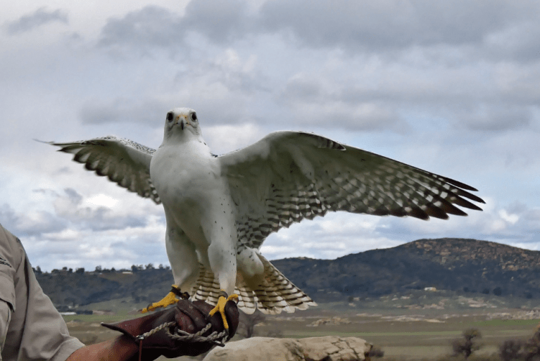 Falcons: Gyrfalcon – Bird Brain