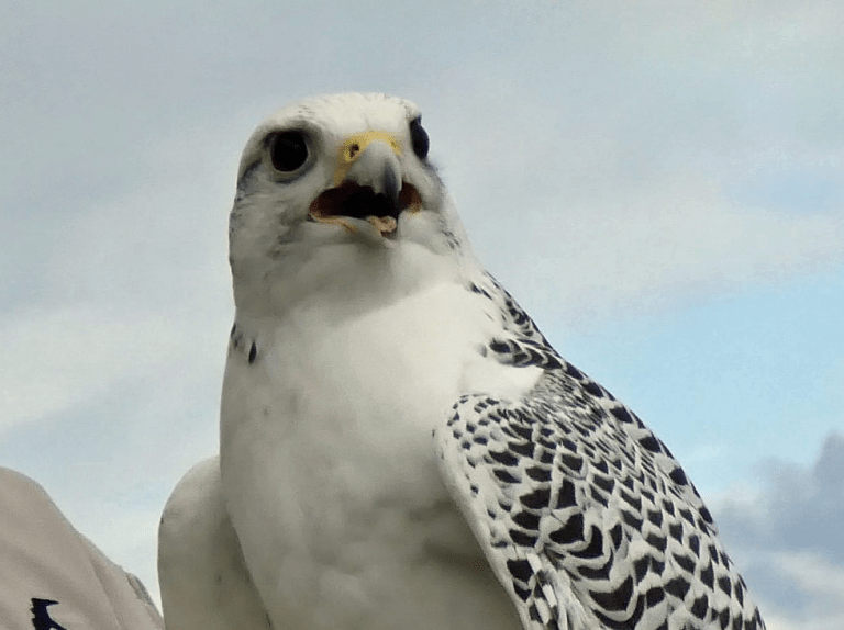 Falcons: Gyrfalcon – Bird Brain