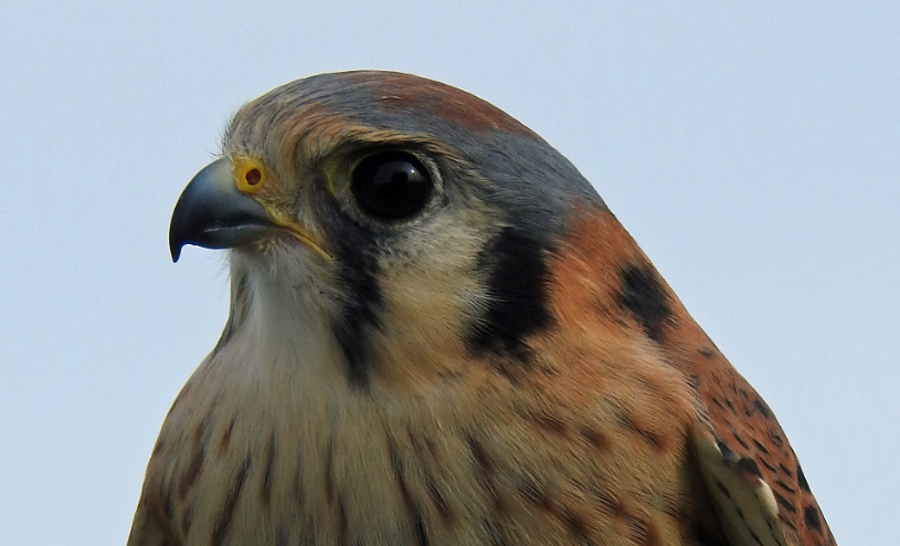 Falcons: American Kestrel, Part 1 – Bird Brain