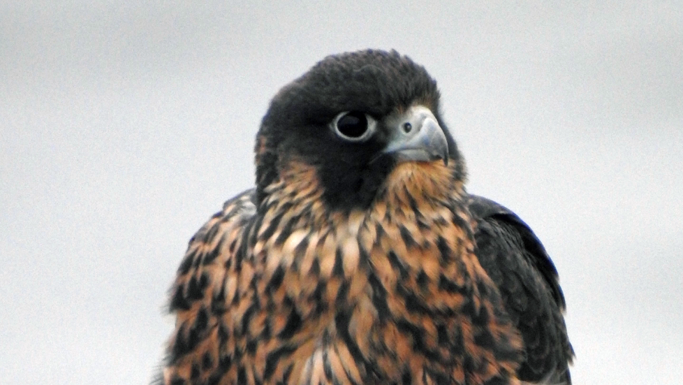 Falcons: Peregrine Falcon, Part 2 – Bird Brain