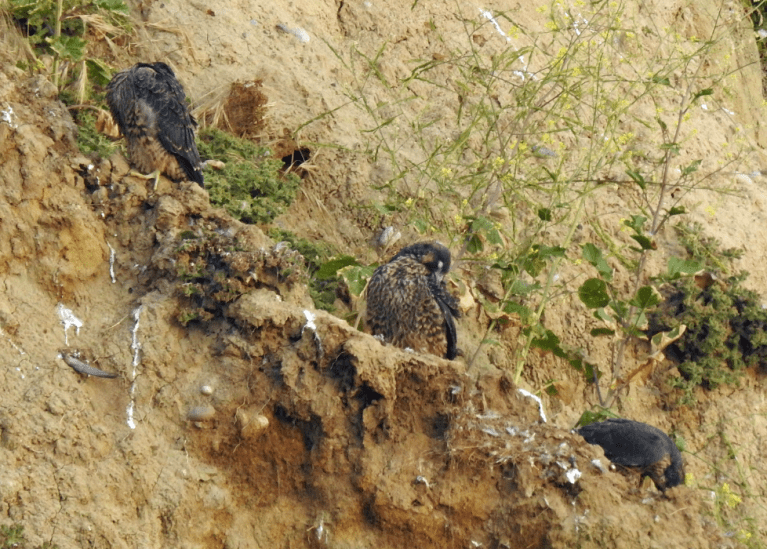 Falcons: Peregrine Falcon, Part 2 – Bird Brain